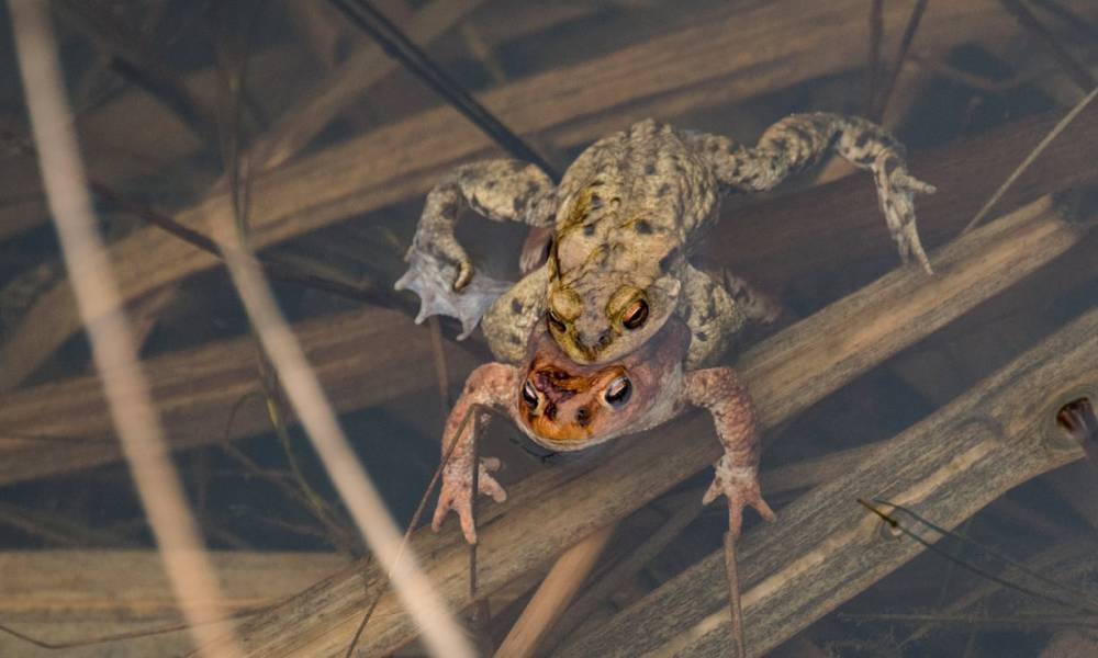 Turkey returns 7,500 trafficked frogs to the wild