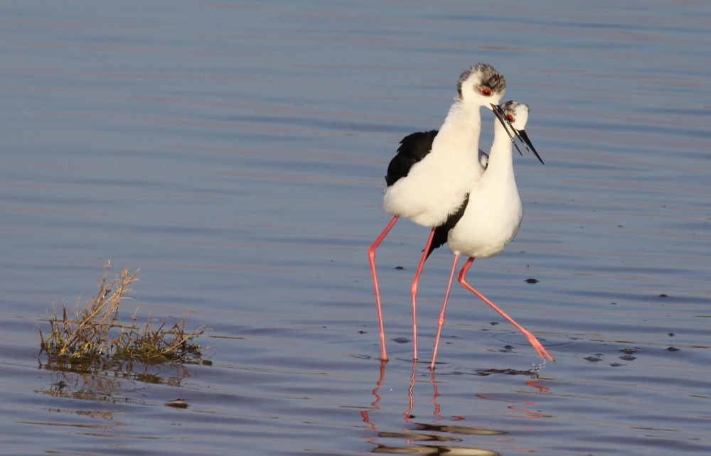 BirdLife invites public to enjoy wildlife at nature reserves ...