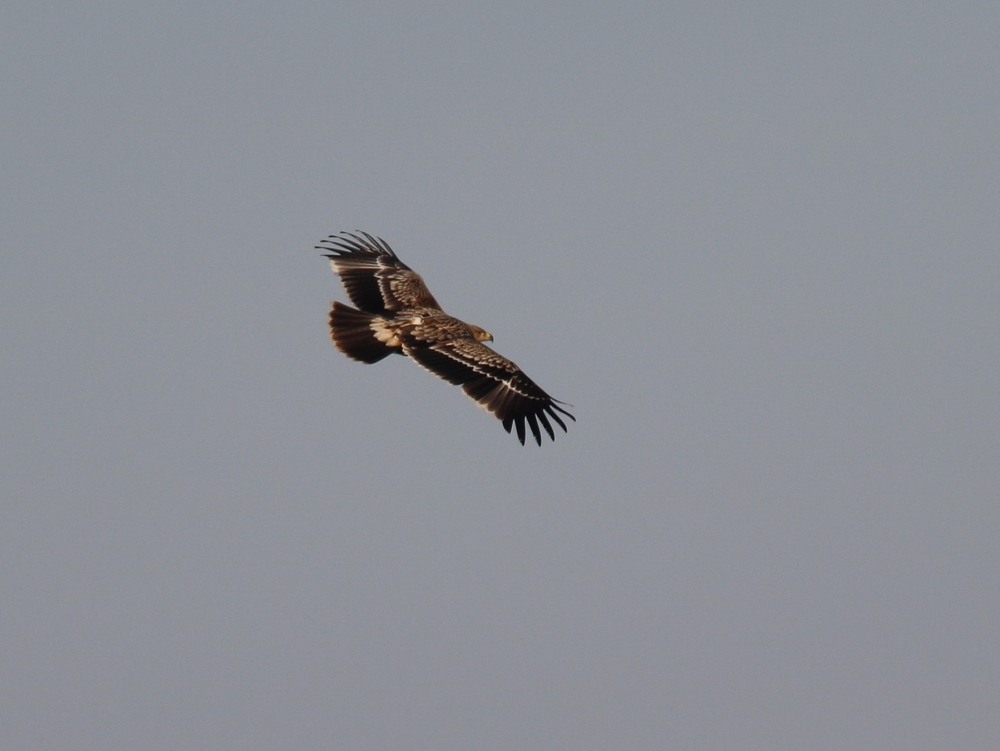 First ever Eastern Imperial Eagle seen in Malta - MaltaToday.com.mt
