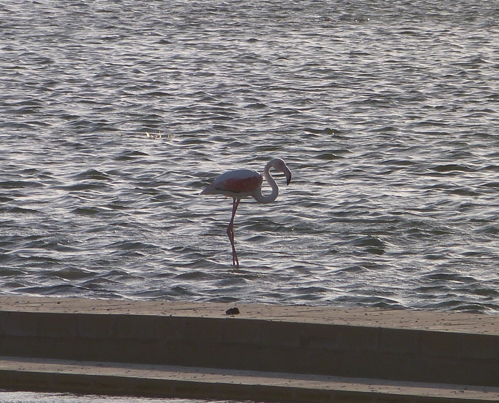 Flamingo lands in Salina salt pans - MaltaToday.com.mt
