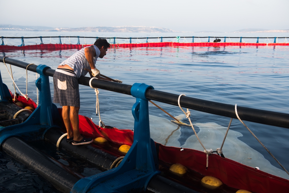 Massive new fish farm zone planned off Gozo but details are withheld ...