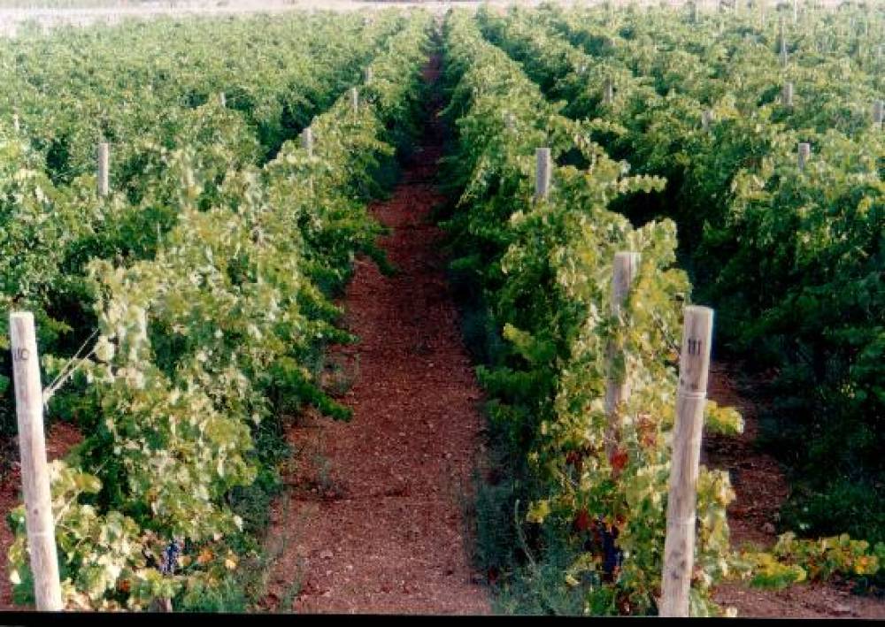 Malta's largest wine producer Marsovin releases Grand Maître 2015