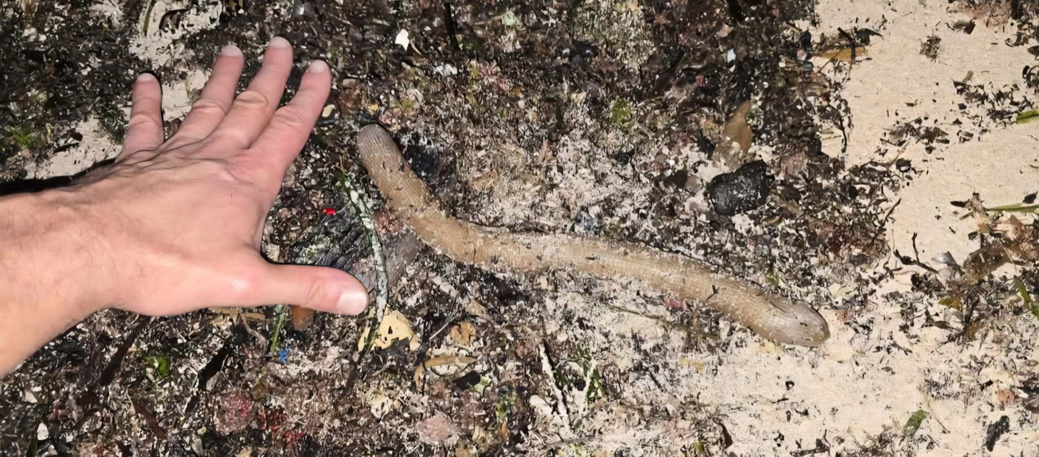 Storm Harry’s aftermath: The wildlife toll we are overlooking