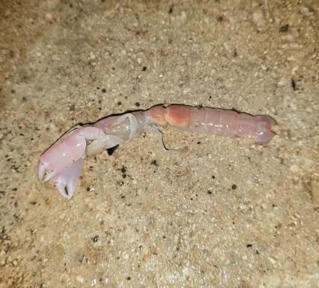 Storm Harry’s aftermath: The wildlife toll we are overlooking