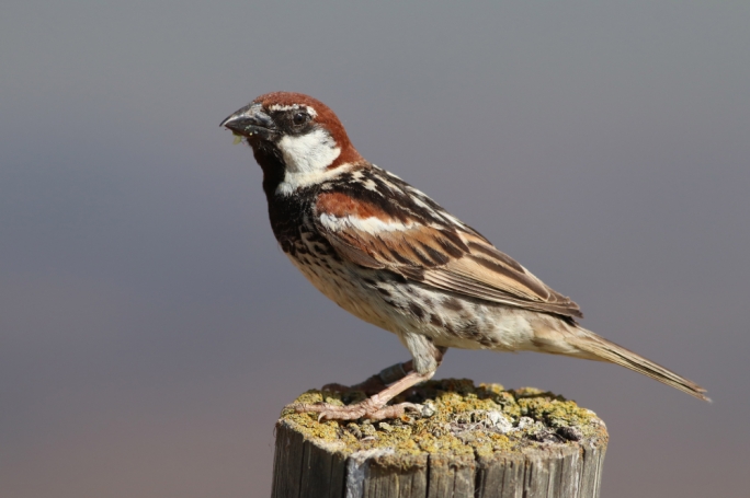 BirdLife Malta records good year for breeding birds