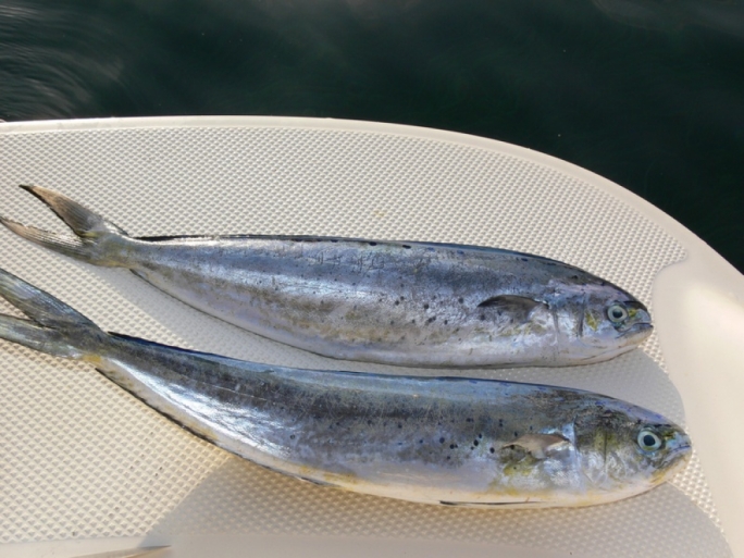 Large haul of juveniles sinks Lampuki price as late winter delays fish ...