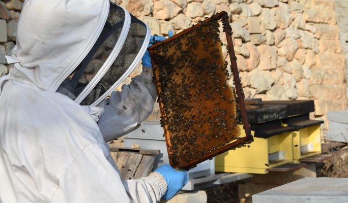 Beekeeper appeals for action against killer hornets before Maltese ...
