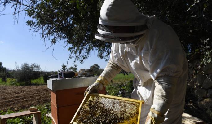 [WATCH] Bulebel Industrial Estate expansion threatens honey production