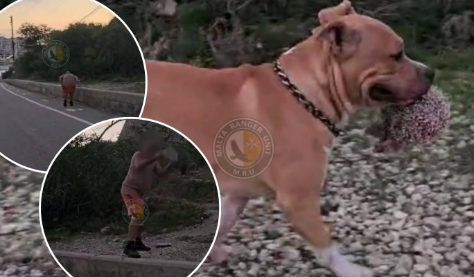 Dog owner throws stones, exposes himself, after being told to put his ...