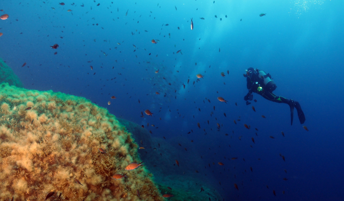 Experts to determine sites for more artificial reefs in Maltese waters