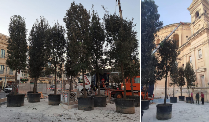 Trees placed temporarily at Mosta square for birds to roost