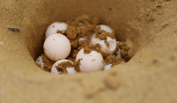 Second turtle nesting site of the season spotted in Għajn Tuffieħa