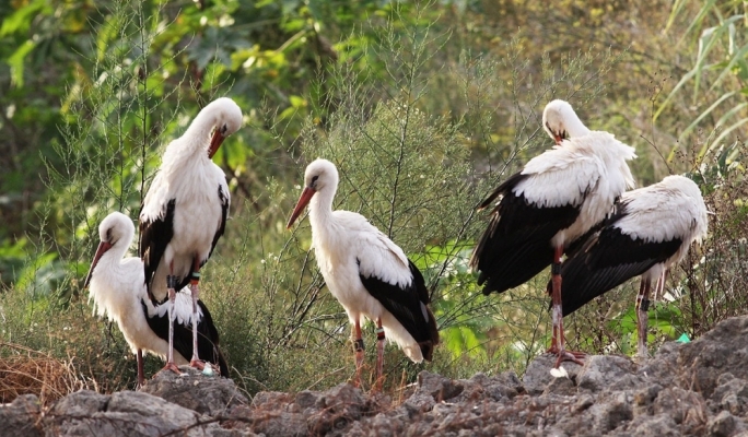 Swedish storks land in Malta - MaltaToday.com.mt