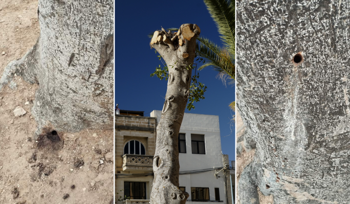 Public being kept in the dark on Mosta trees’ poisoning: Moviment Graffitti