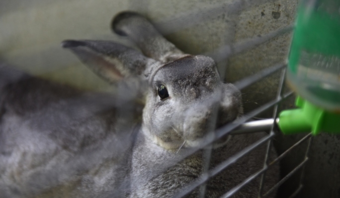 It’s official: Maltese are highest consumers of rabbit in Europe