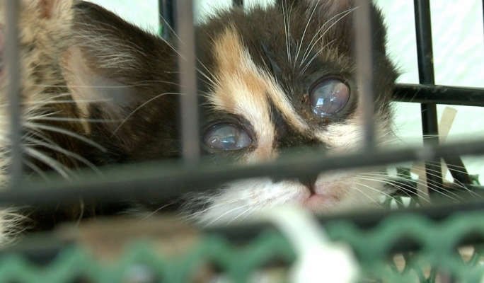 Animal rights group asks court not to order culling of cats at SVDP ...