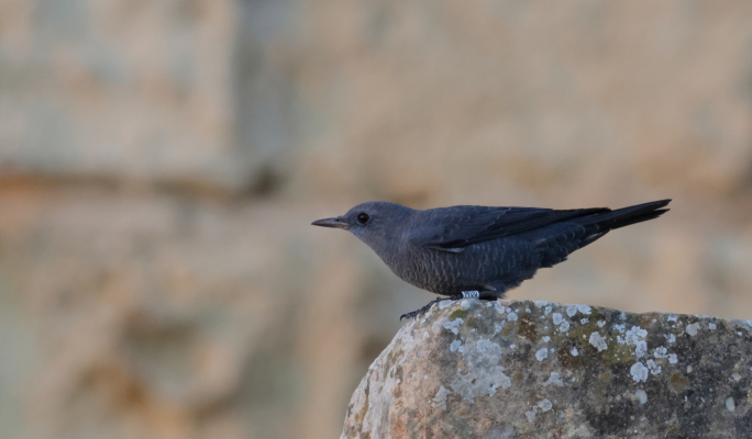 New Merill project lets you turn bird photos into science