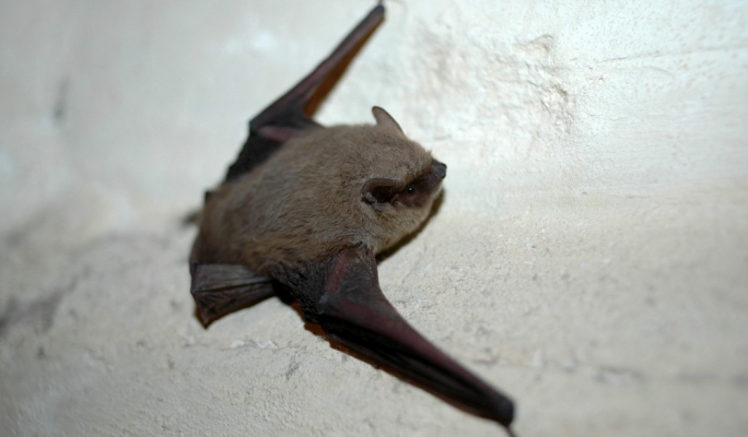 Concrete plant spells trouble for bat colonies in protected cave
