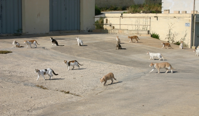 Mass neutering campaign to tackle stray cat overpopulation