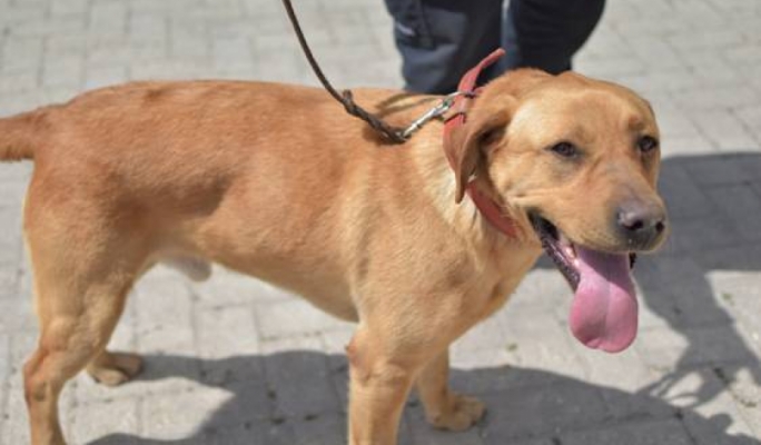 Customs sniffer dog nabs €28,000 in undeclared cash