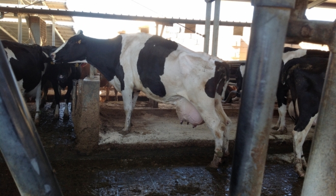 San Niklaw cattle farm to host seven milk-producing farms - MaltaToday ...