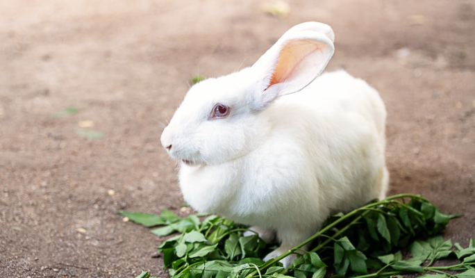 Rising temperatures threaten Malta’s rabbit farms