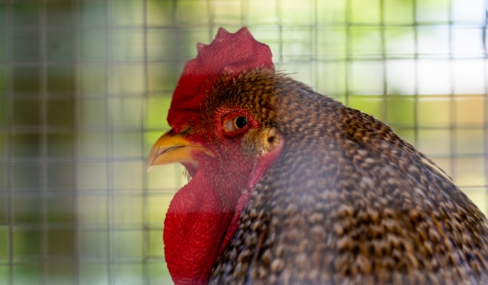 Chicken farmers hen-pecked by EU plans on cages