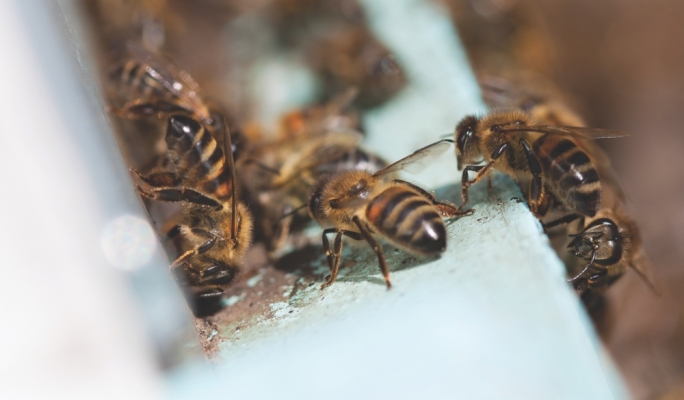 Maltese scientists on the hunt for honeybees most resilient to climate ...