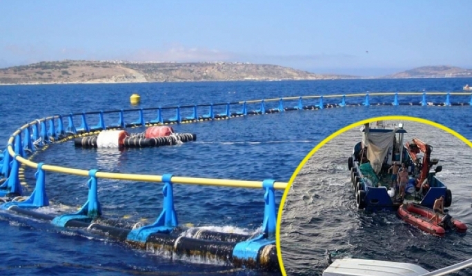 Amateur fisher claims trawler rammed their boat near fish farm but ...