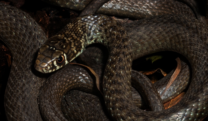 Farmers and scientists to educate public on Maltese snakes and reptiles