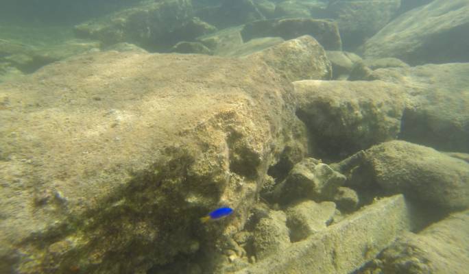 Australian tropical fish recorded for the first time inside Maltese waters