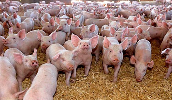 Pork production plummets by 10.4% - MaltaToday.com.mt