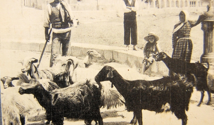 Kalanka hotelier wants to bring back Maltese goat