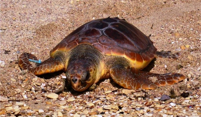 Two loggerhead turtles released after nine months of rehabilitation ...