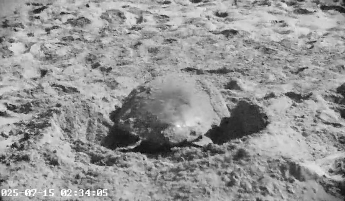 Fifth turtle nest of 2025 starts hatching at Ramla l-Ħamra