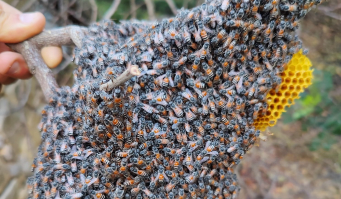 First sighting of invasive Red dwarf honeybee in Europe confirmed in Malta