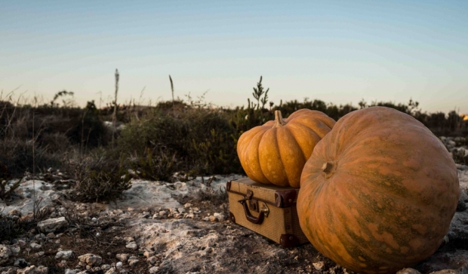 Pumpkin festival to be held in Manikata - MaltaToday.com.mt