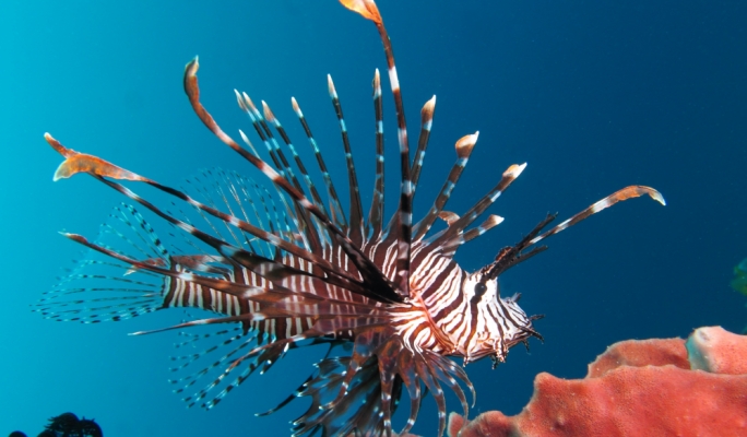 ‘Bounty’ on the heads of invasive species could keep nuisance fish at bay