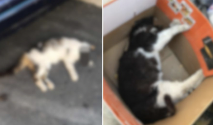 'Cats are like gold-digging women' - cat killer told probation officer