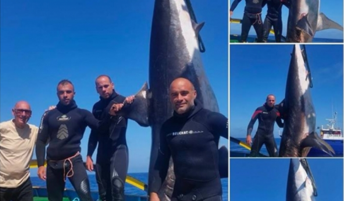 Update 2 | Great white? Fish in photo 'probably a short-fin mako shark ...