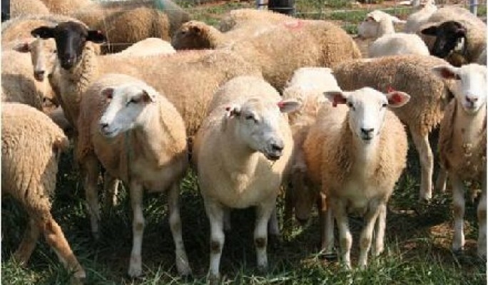 [WATCH] PN leader ‘will not get into merits’ of Gozo sheep culling case ...