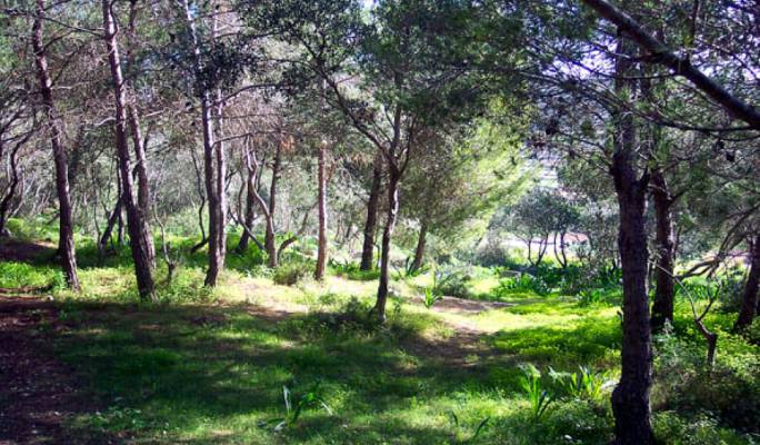COP26: Malta among 100 countries promising to end deforestation by 2030